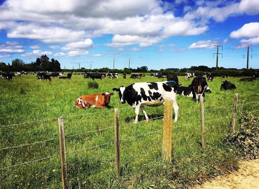 Farm Chat - Buller Vets Ltd